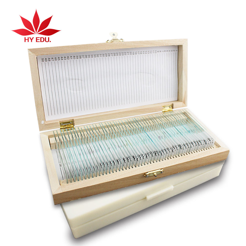 Individual slide Lillium Anther,c.s. microscope slide 7101/7105 ...