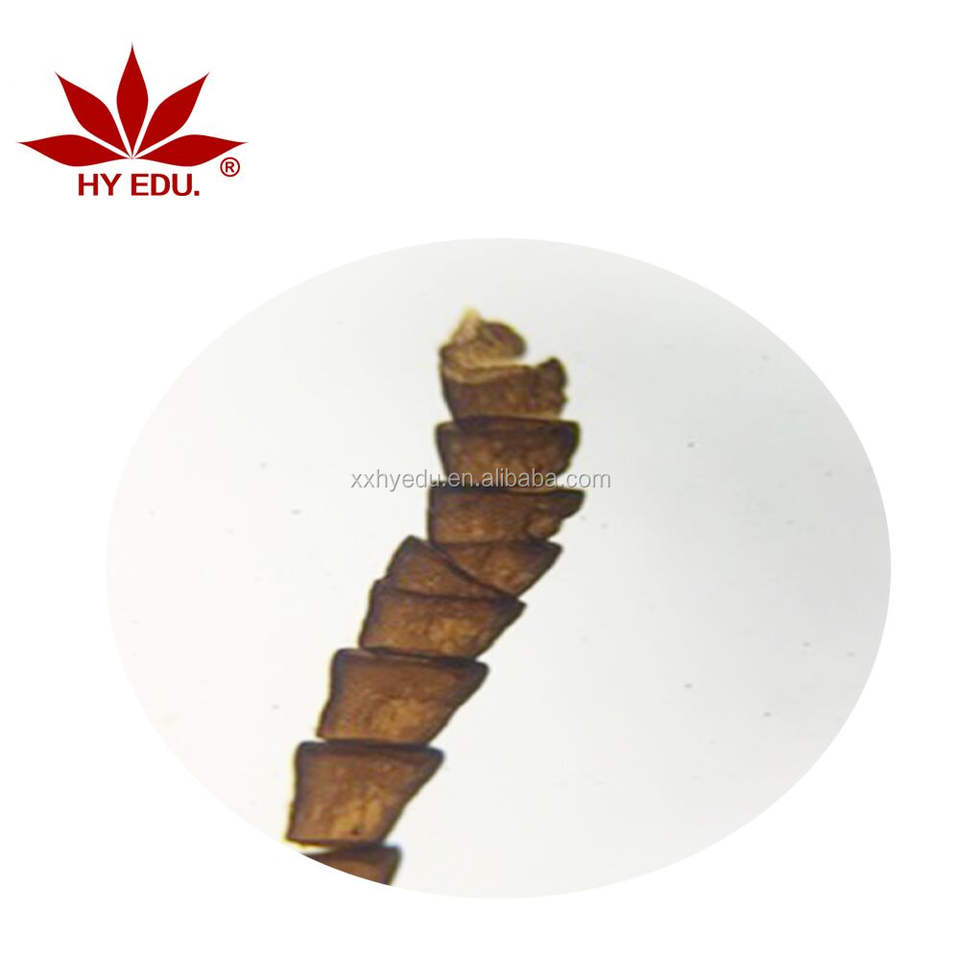 Hot-selling 24 kinds Insect leg types whole mount Prepared insect ...