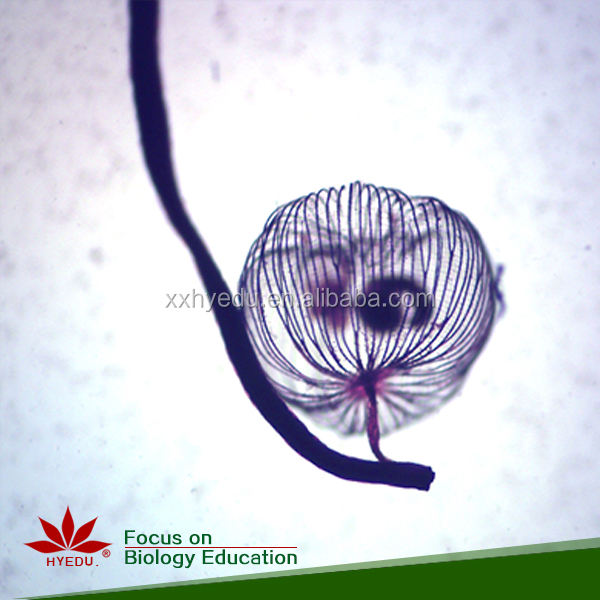 Fixed set 42pcs parasites microscope glass slides university amebiasis ...