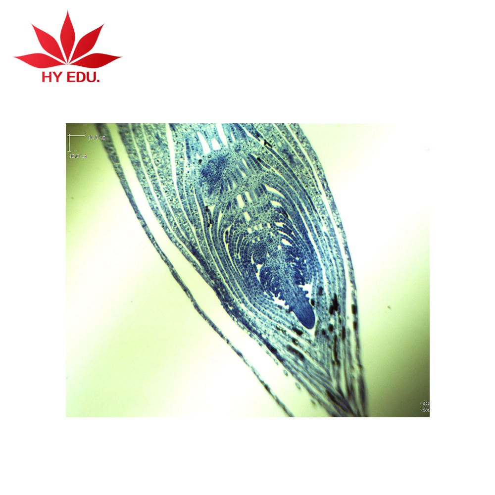 botany prepared slides microscope prepared slides for university eminal ...