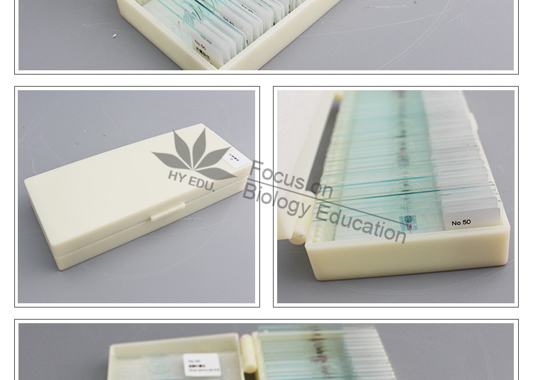 Basic science slide biological specimens slice 50 permanent piece of ...