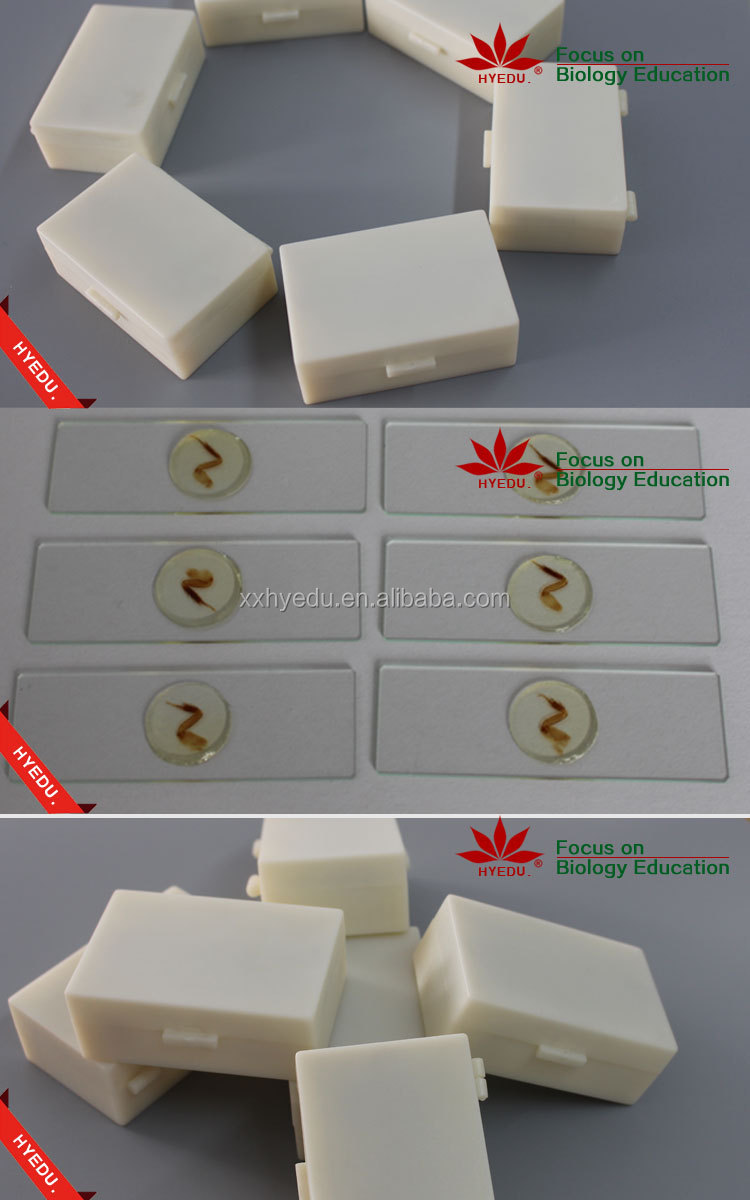 Hot-selling 24 kinds Insect leg types whole mount Prepared insect ...