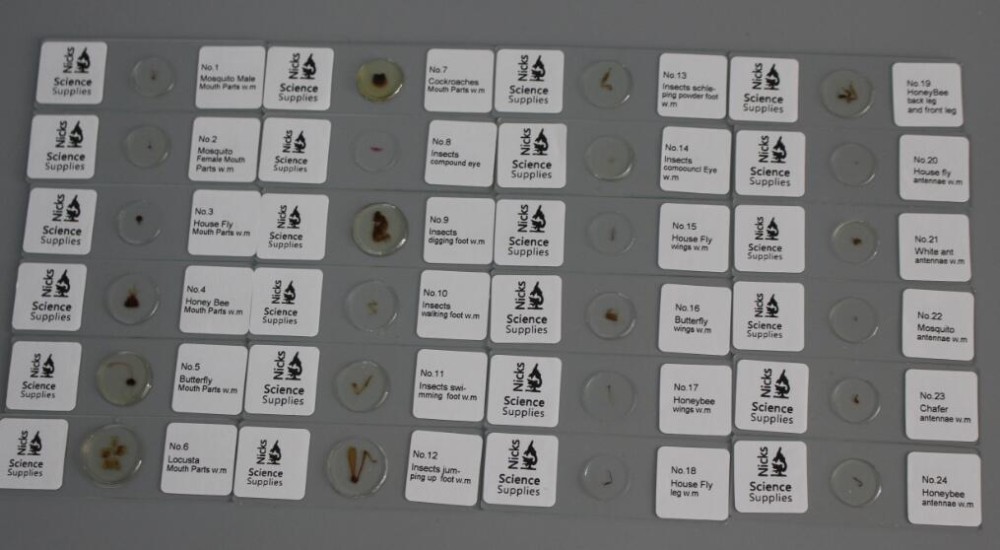 Hot-selling 24 kinds Insect leg types whole mount Prepared insect ...